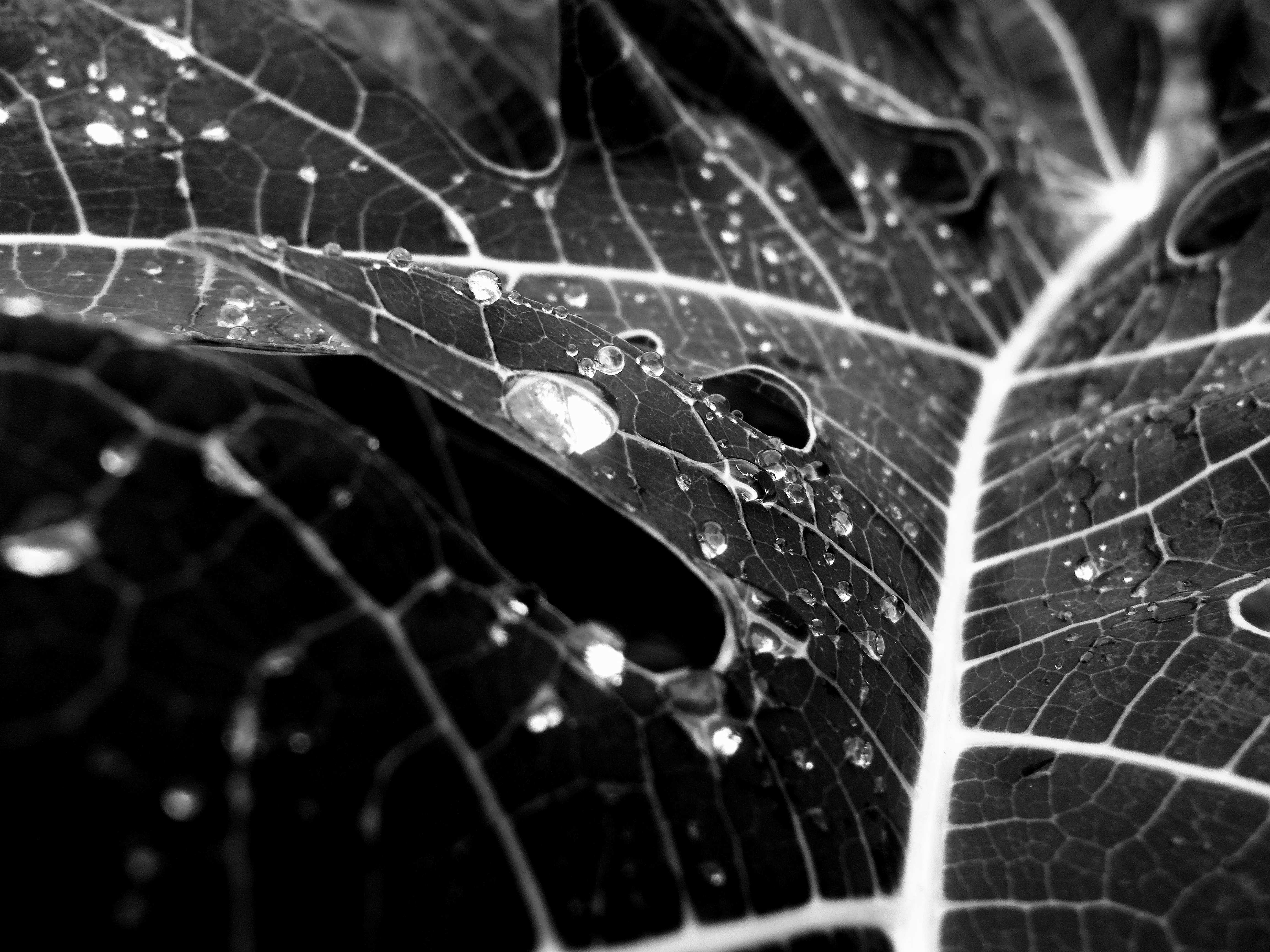 Bedewed – Inklette Magazine